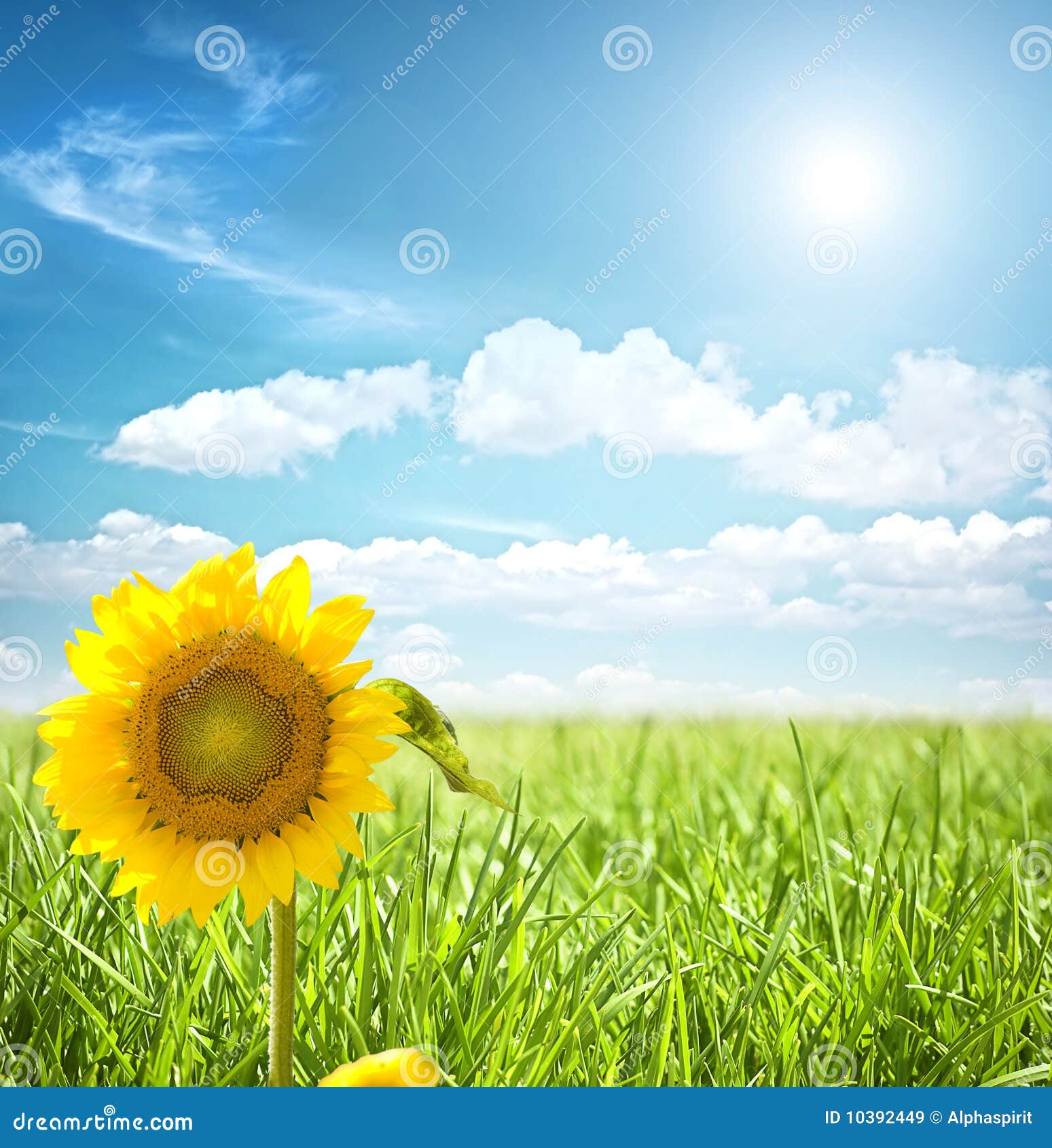 Sunflower and grass stock image. Image of flora, garden - 10392449