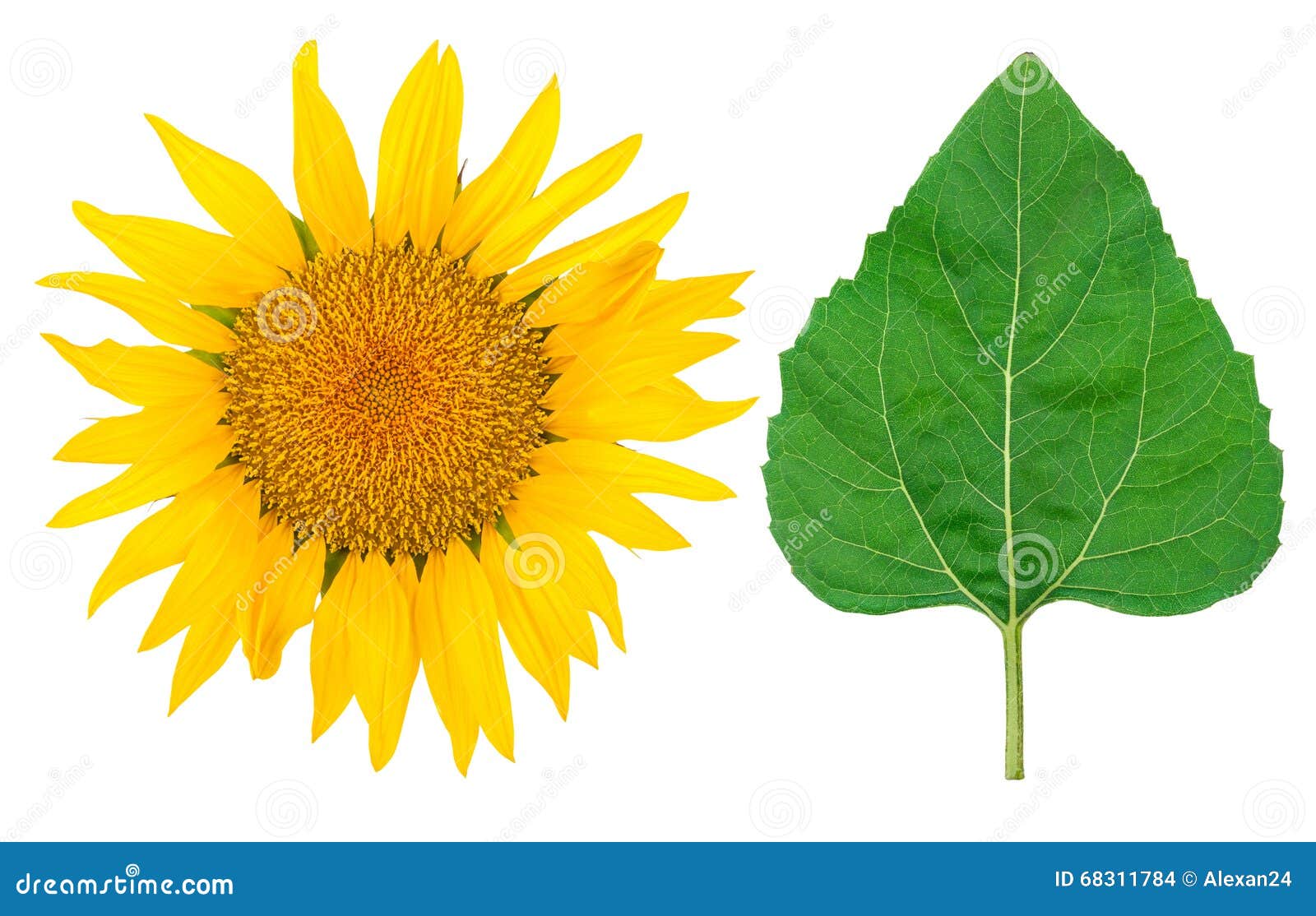 Sunflower and green leaf stock photo. Image of common - 68311784