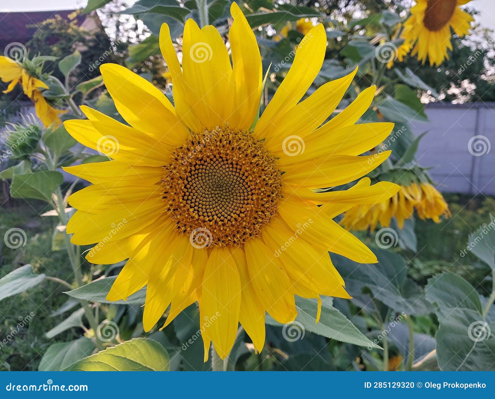 Sunflower Grew on a Plot of Land in the Village Stock Photo - Image of ...