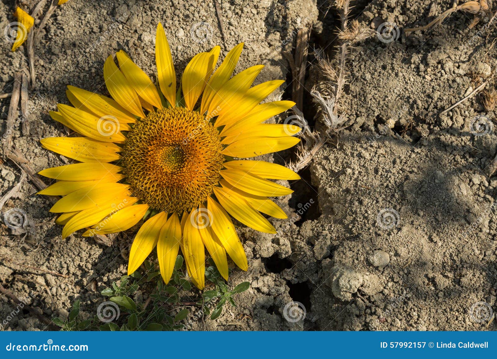 Sunflower stock image. Image of yellow, sunflower, petals - 57992157