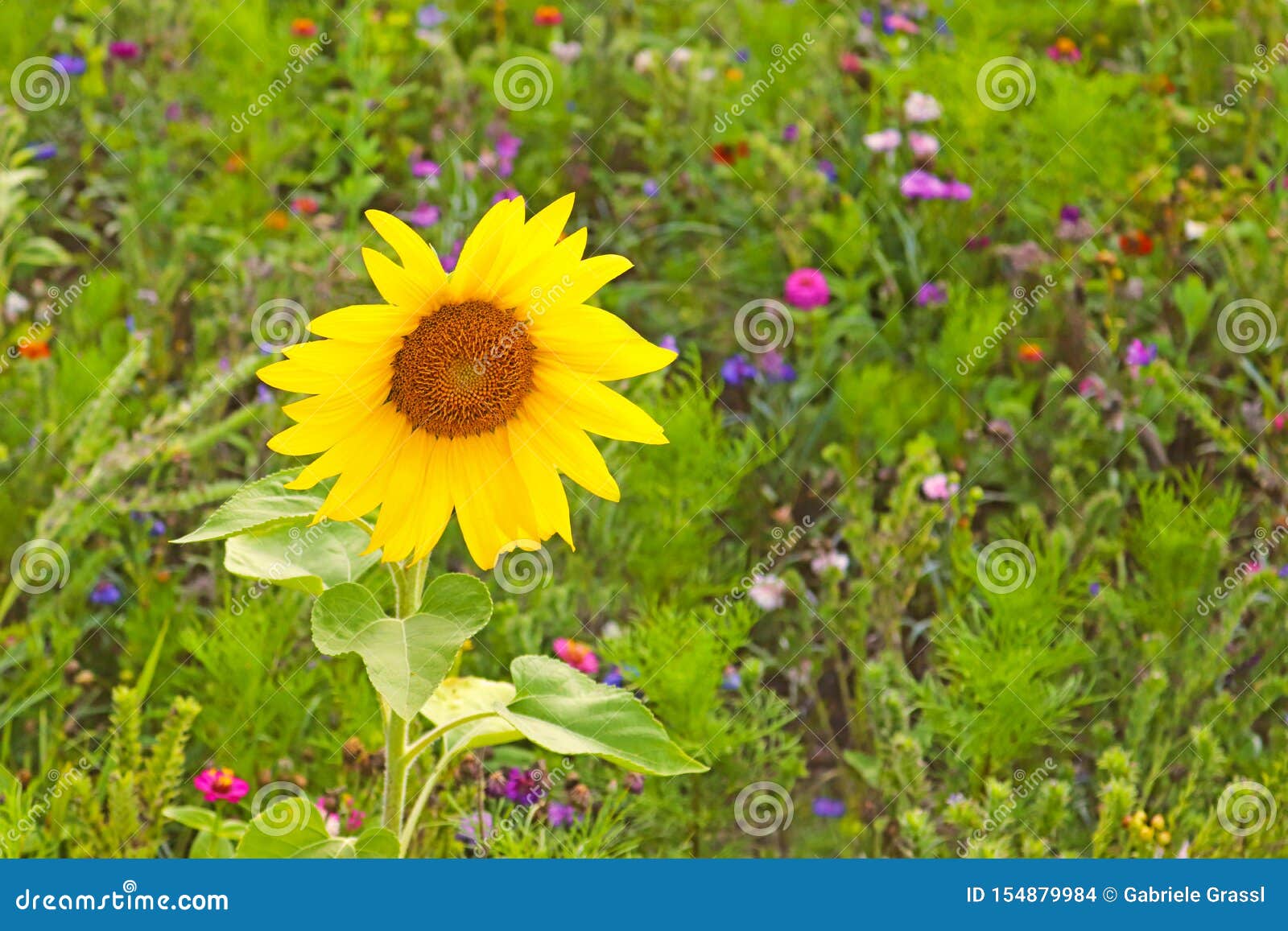 Sunflower Growing in a Multi Colored Wildflower Meadow Stock Photo ...