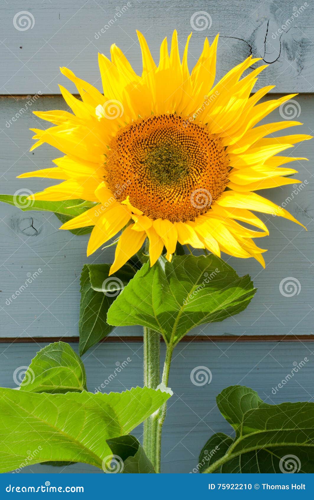 Sunflower Growing on a Rustic Background Stock Photo - Image of ...