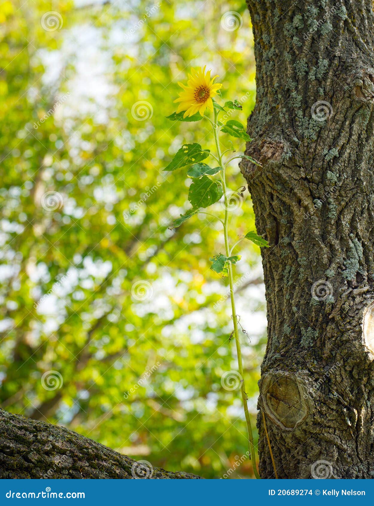 Sunflower Growing in a Tree. Stock Photo - Image of flora, concept ...