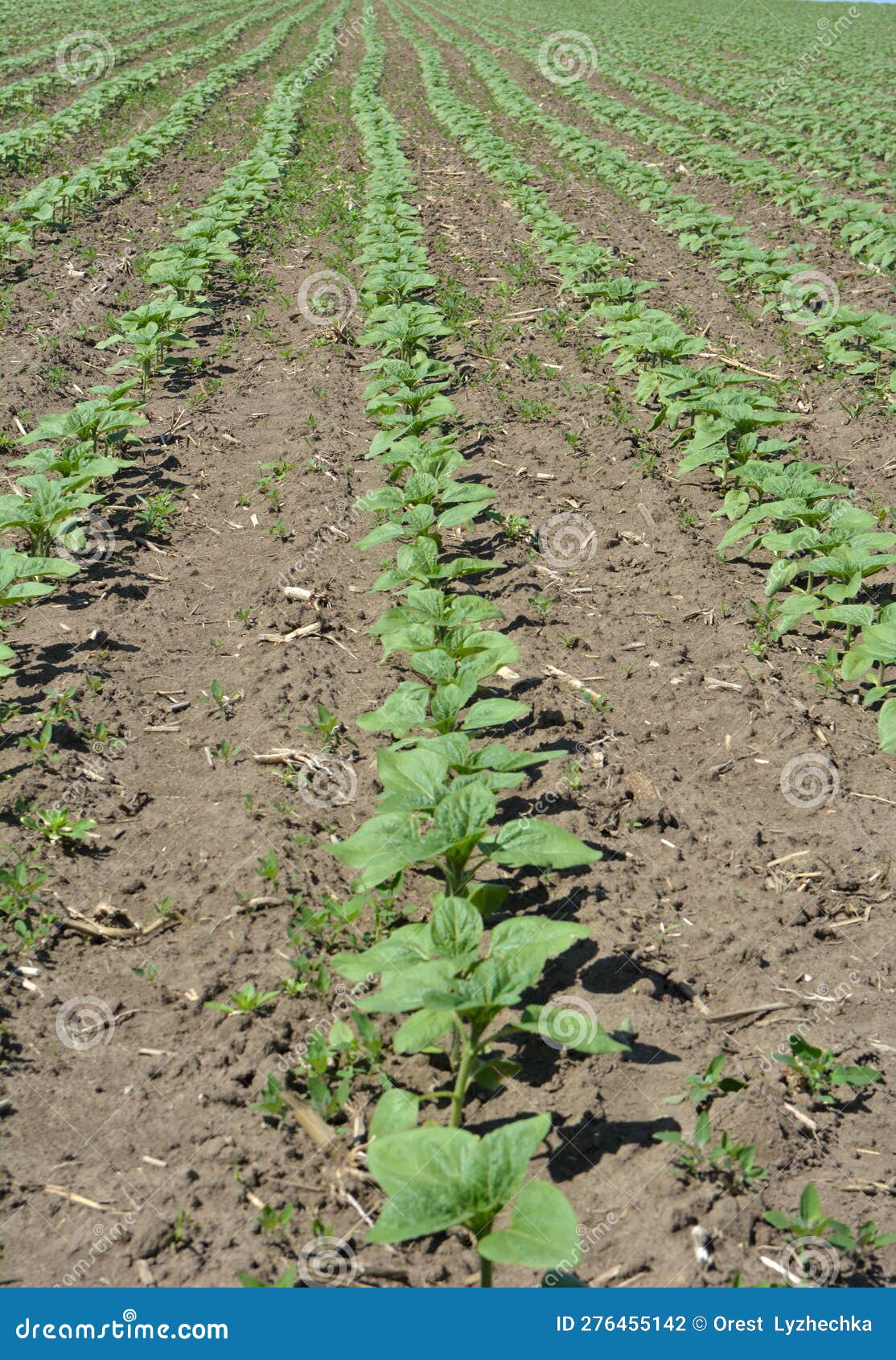 Sunflower Grows on a Farm Field Stock Photo - Image of sunflower ...