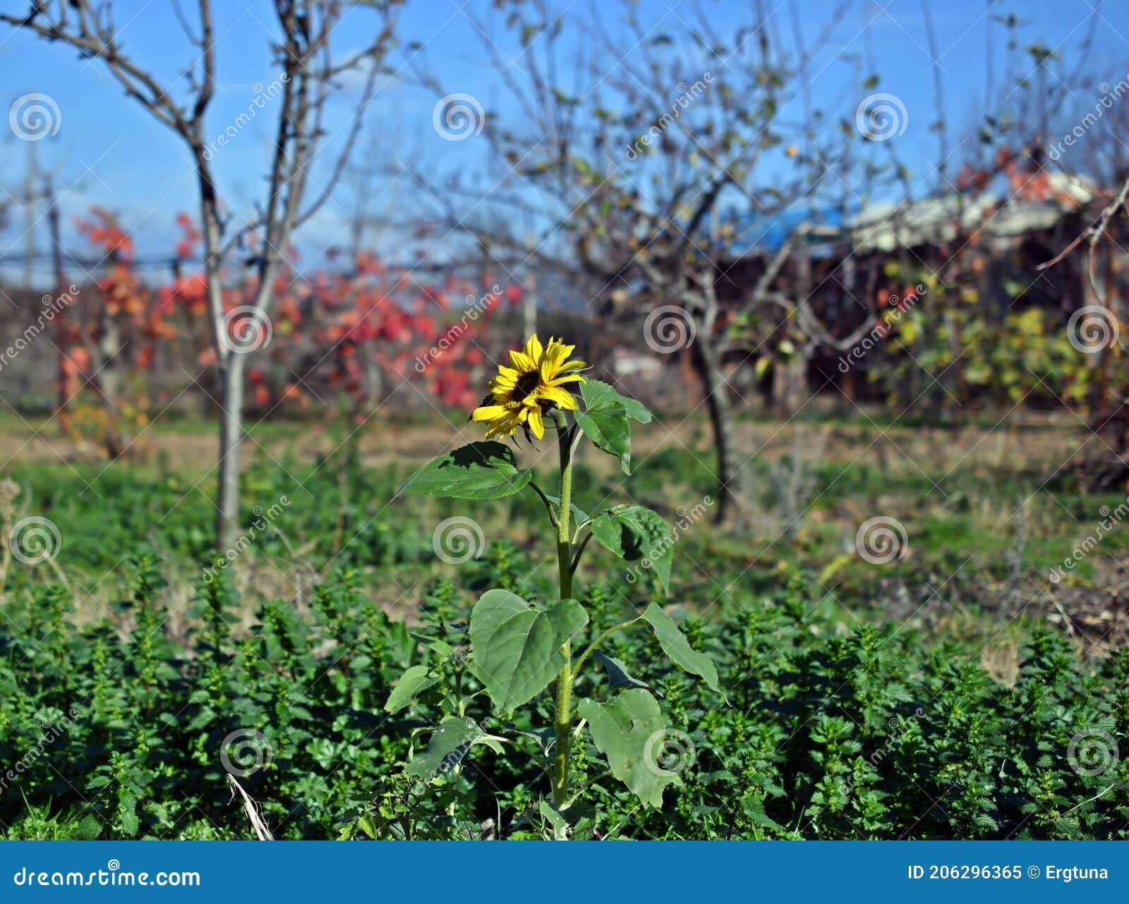 A Sunflower that Grows in Winter, Sunflower in Winter Stock Image ...