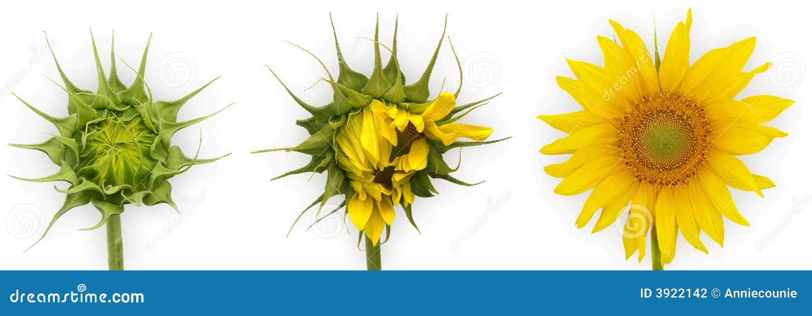 Sunflower growth stock photo. Image of flower, spring - 3922142