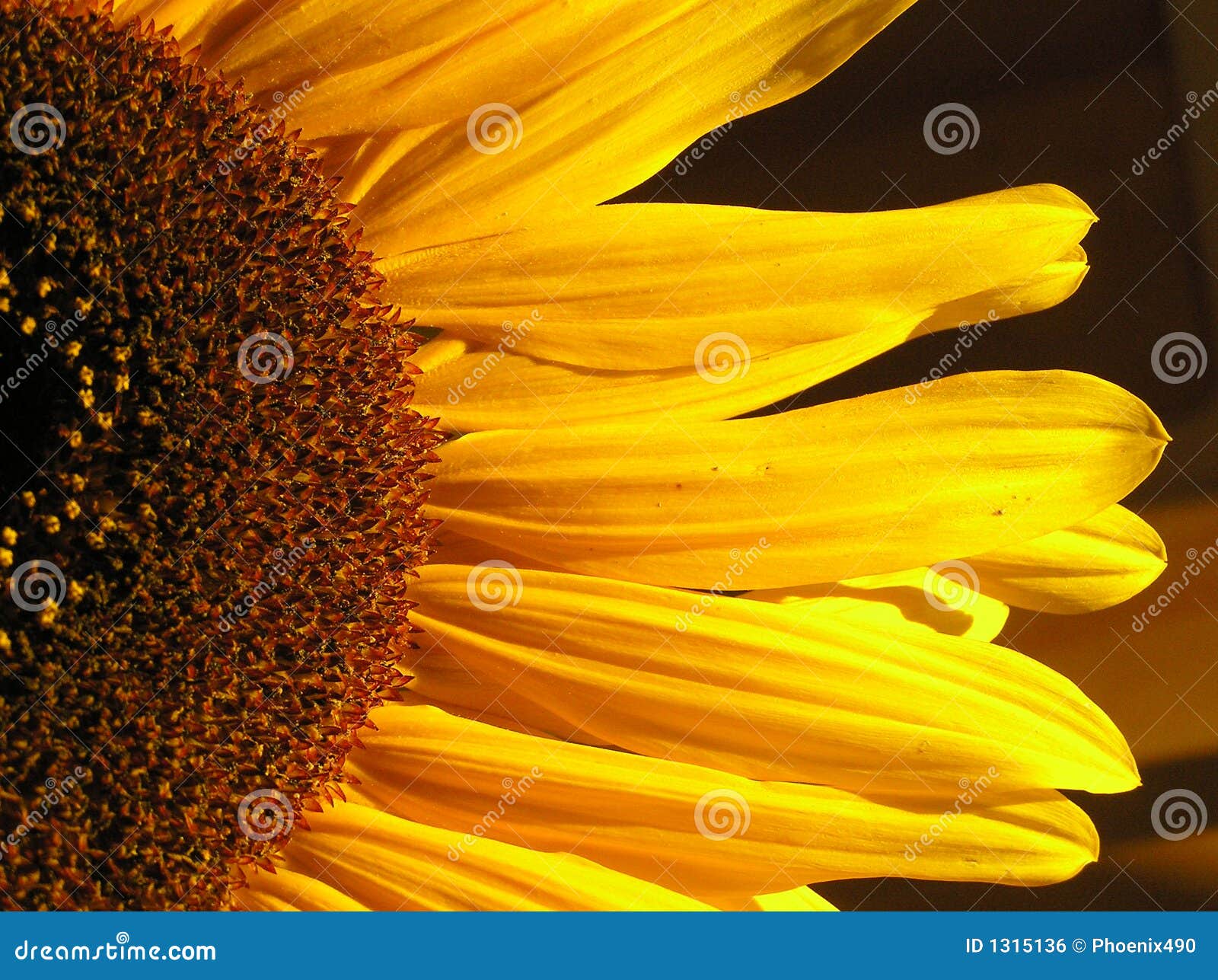 Sunflower Half stock photo. Image of flower, nature, bright - 1315136