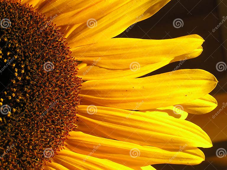 Sunflower Half stock photo. Image of flower, nature, bright - 1315136