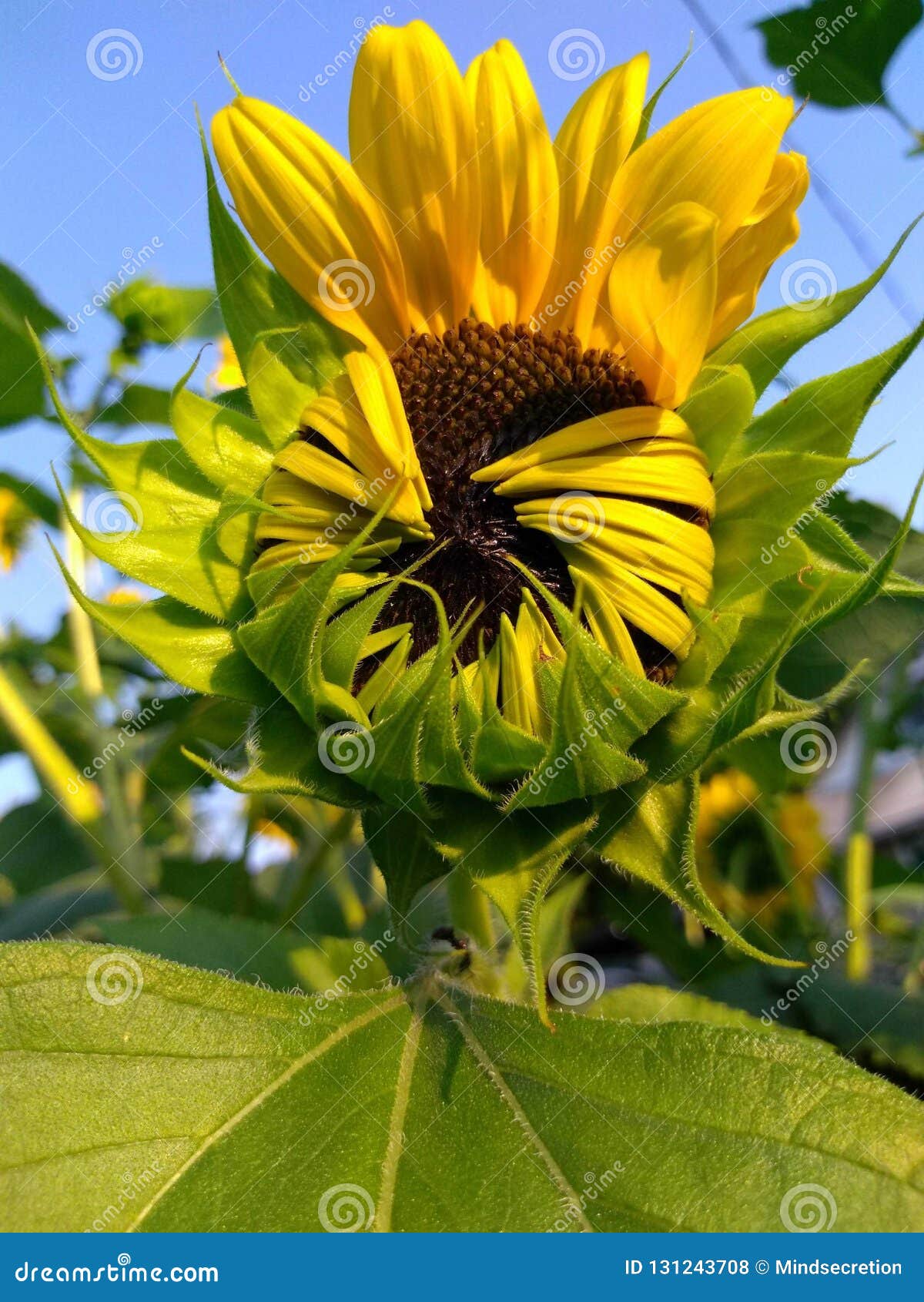 Blooming Sunflower Half Open Petals Stock Photo - Image of petals ...