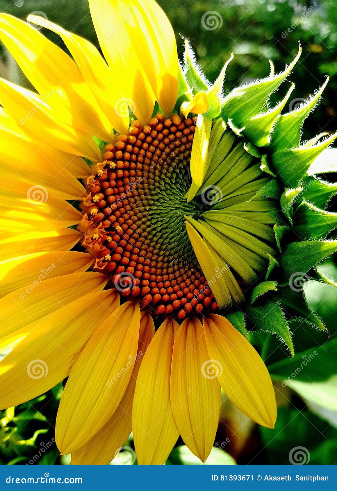 Sunflower half blooming. stock image. Image of blackground - 81393671