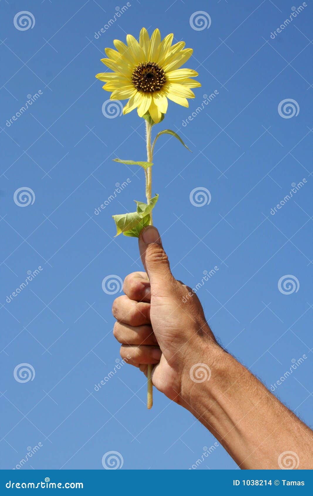 Sunflower and hand stock photo. Image of enthusiastic - 1038214