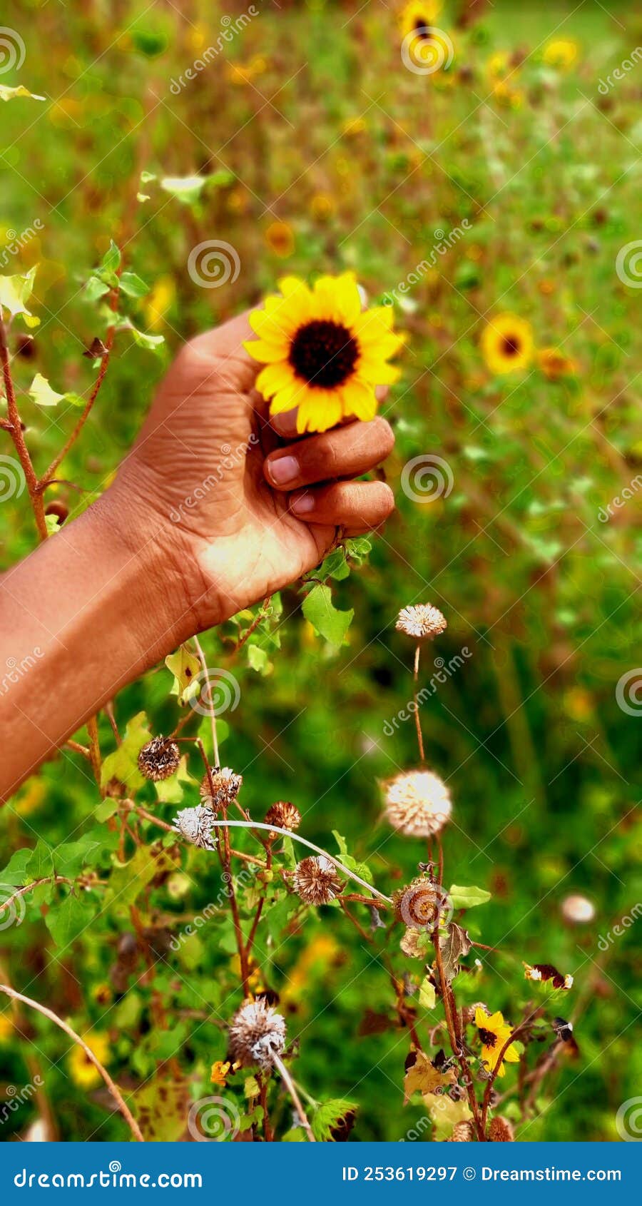 Sunflower with hand stock image. Image of meadow, flower - 253619297