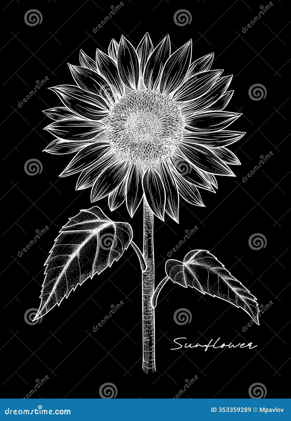 Sunflower Hand Drawn Sketch With Ink Pen. Floral Vegetative Sketch ...
