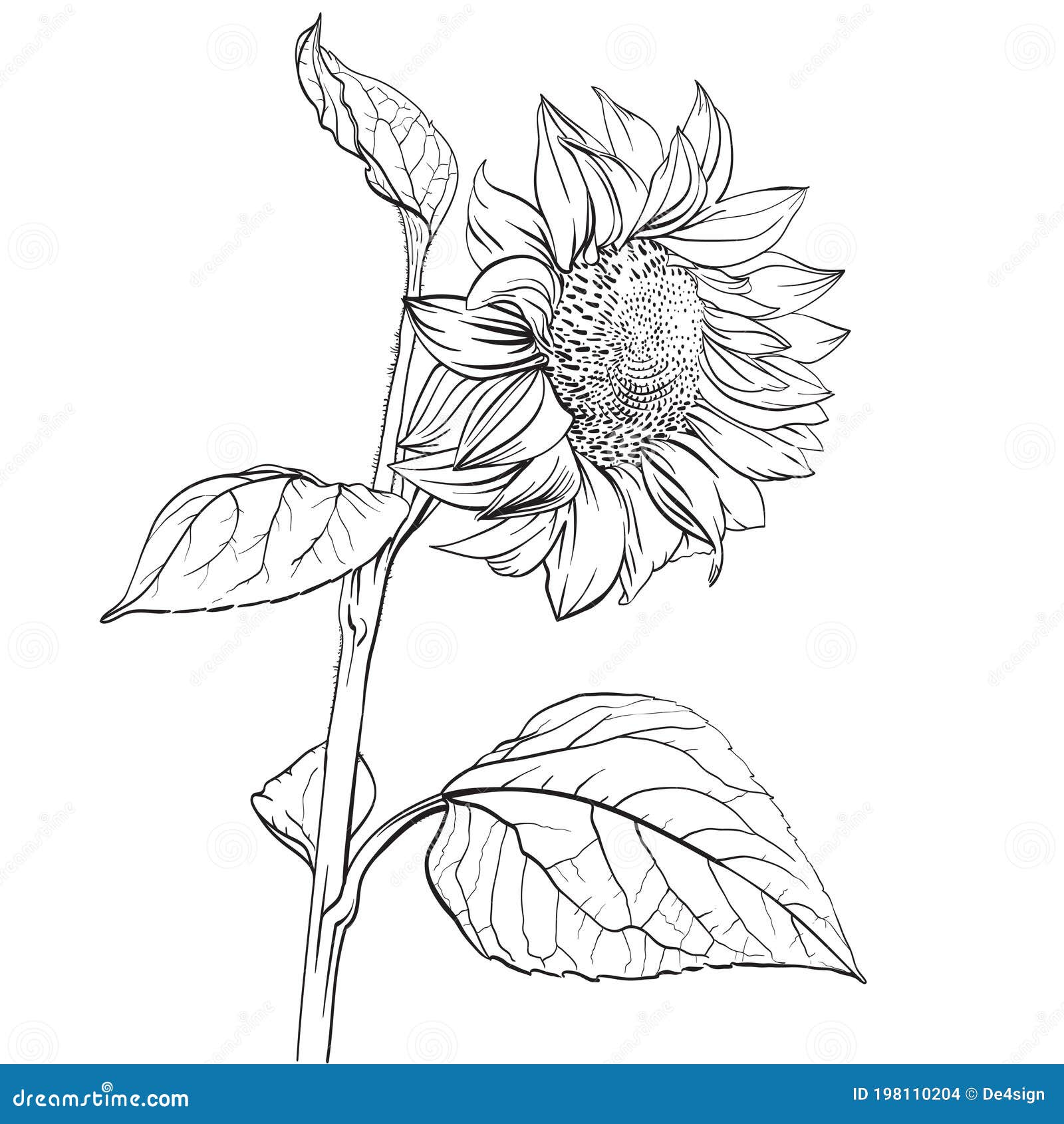 Sunflower Hand-drawn Side View Set Cartoon Vector | CartoonDealer.com ...