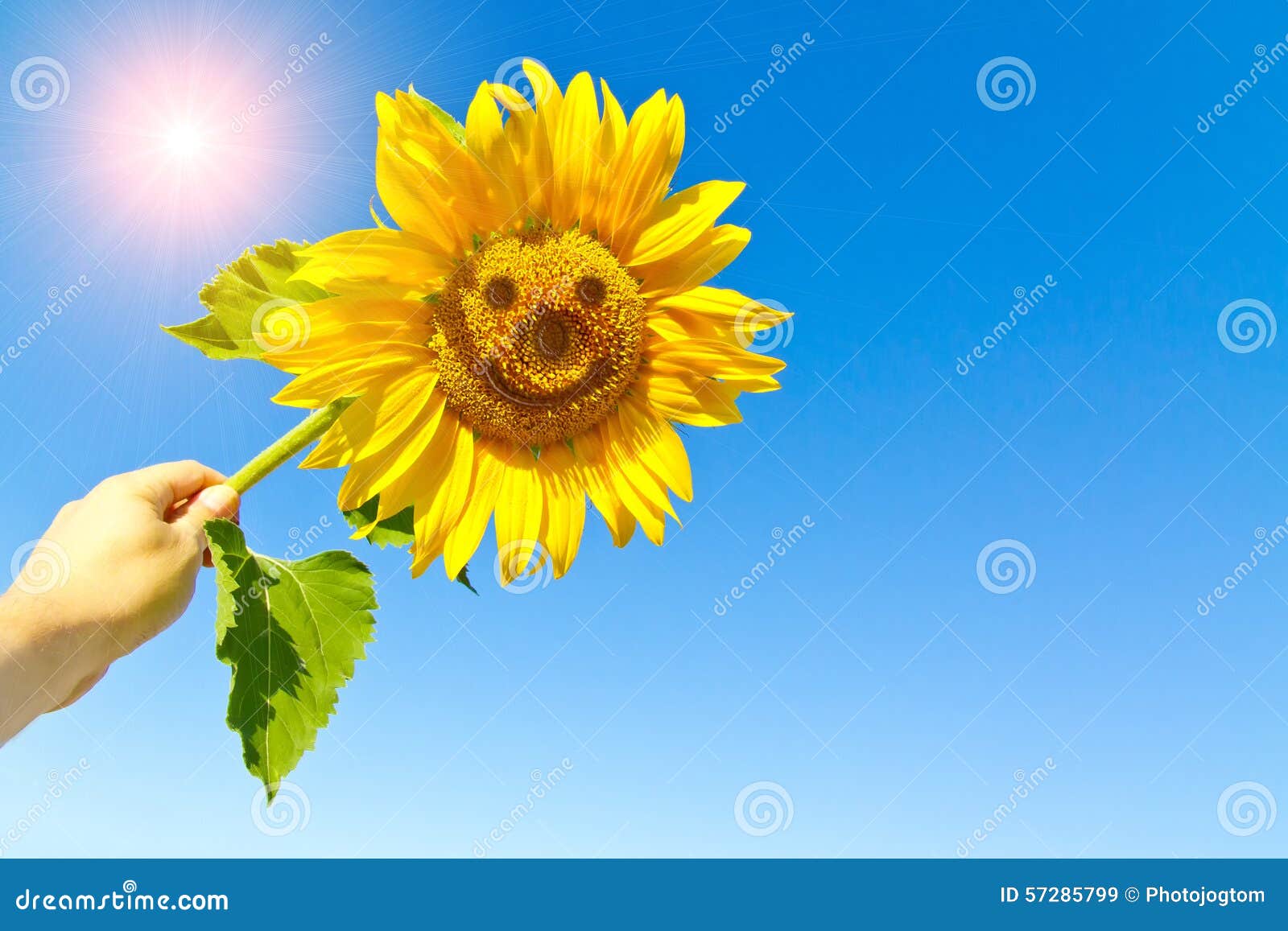 Sunflower in the hand stock image. Image of envrionment - 57285799