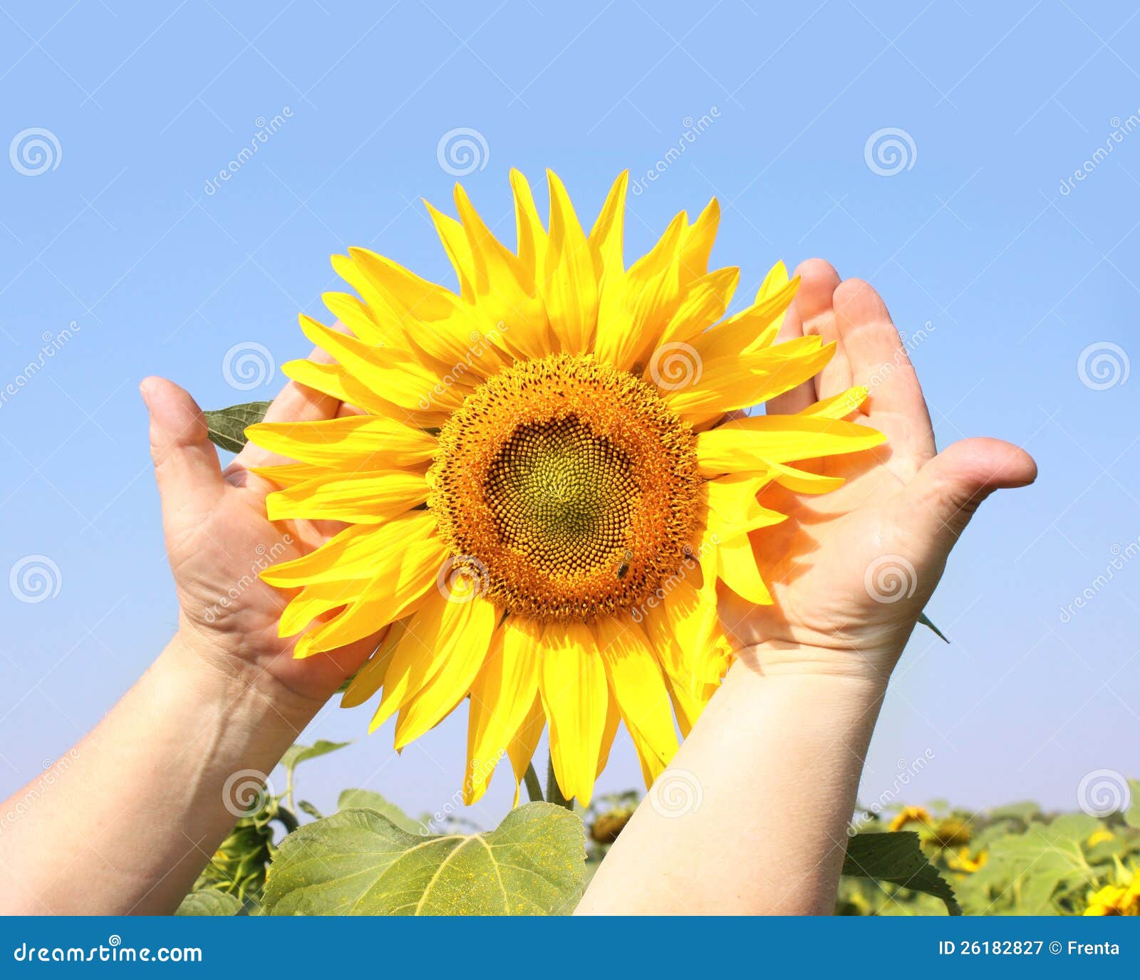 Sunflower in hands stock image. Image of fresh, care - 26182827