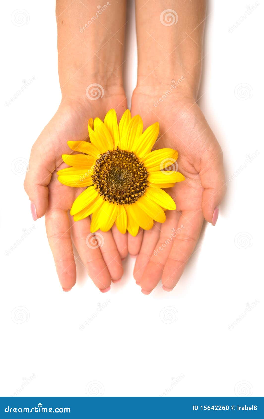Sunflower in Hands Isolated Stock Photo - Image of horizontal, flare ...