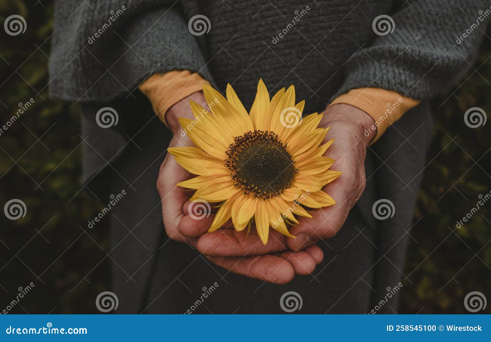 Sunflower in the Hands of an Old Woman Stock Photo - Image of bushes ...
