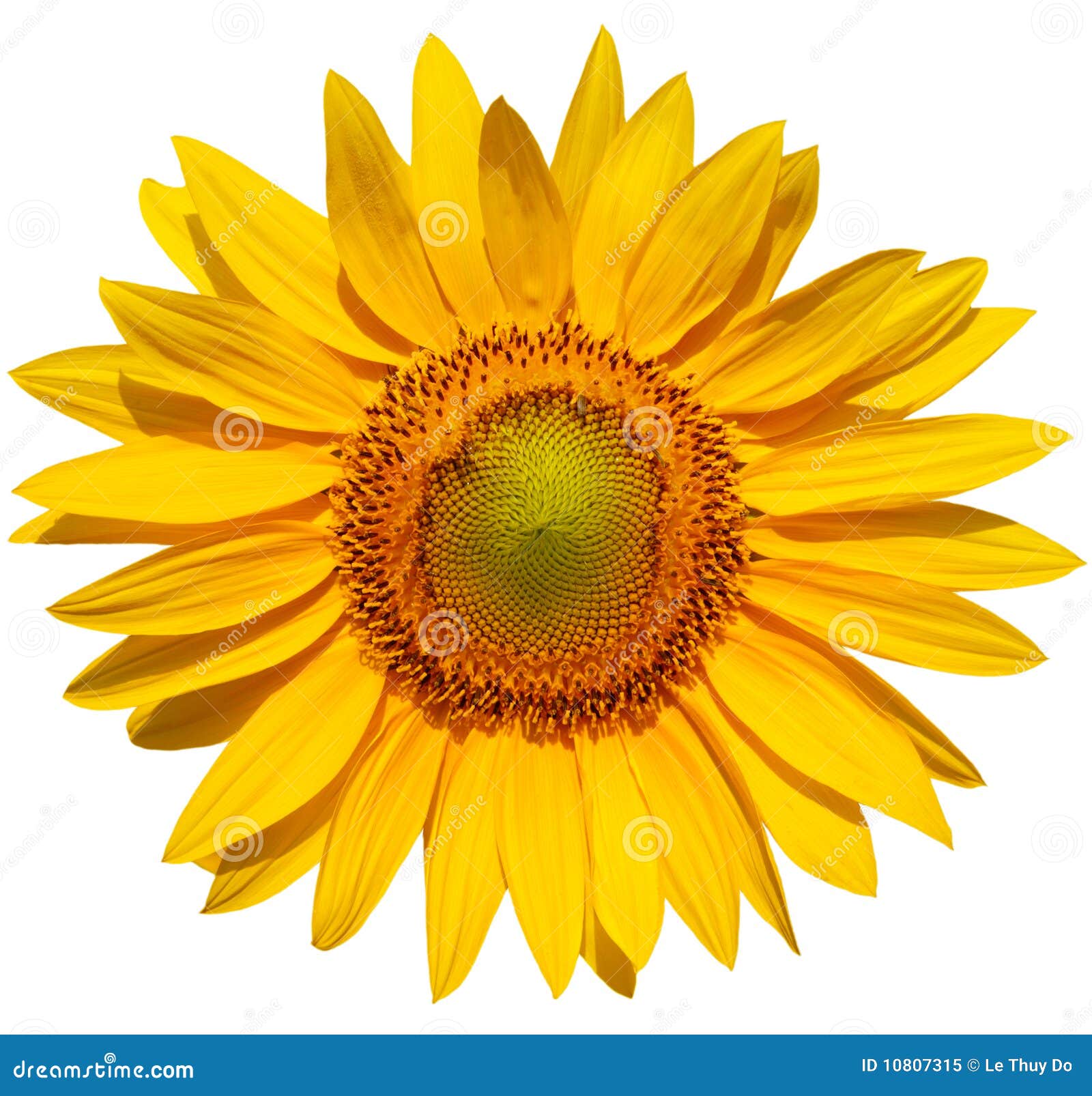 Sunflower Head stock image. Image of leaves, blooms, garden - 10807315