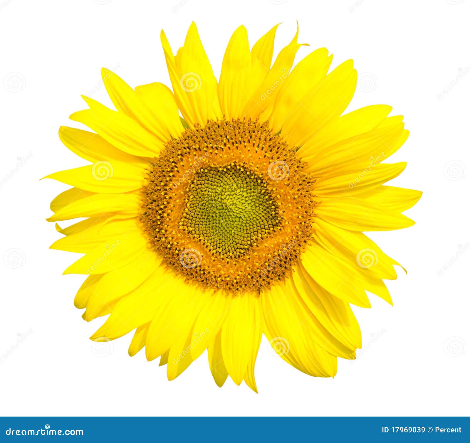 Sunflower head stock image. Image of round, beautiful - 17969039