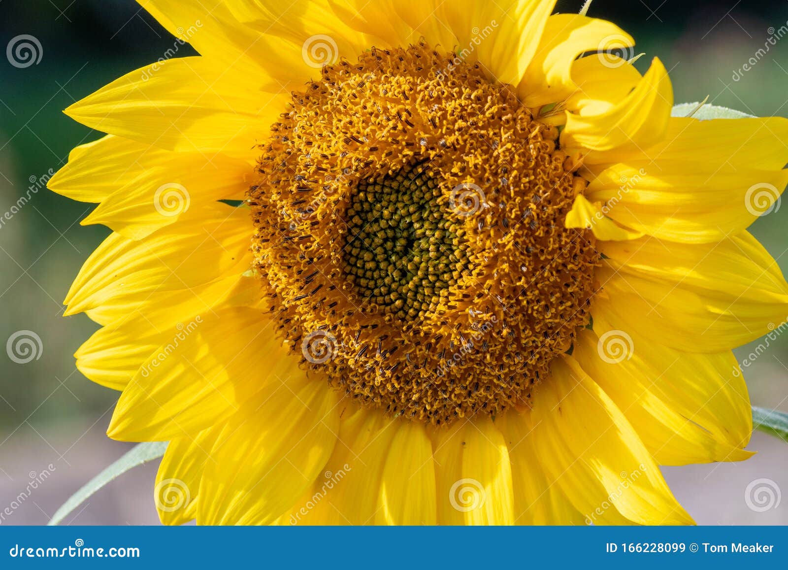 Sunflower head stock image. Image of time, flower, color - 166228099