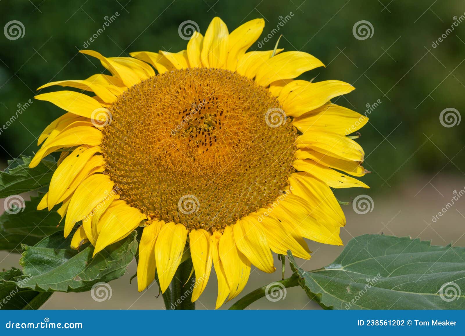 Sunflower head stock photo. Image of inflorescence, flower - 238561202
