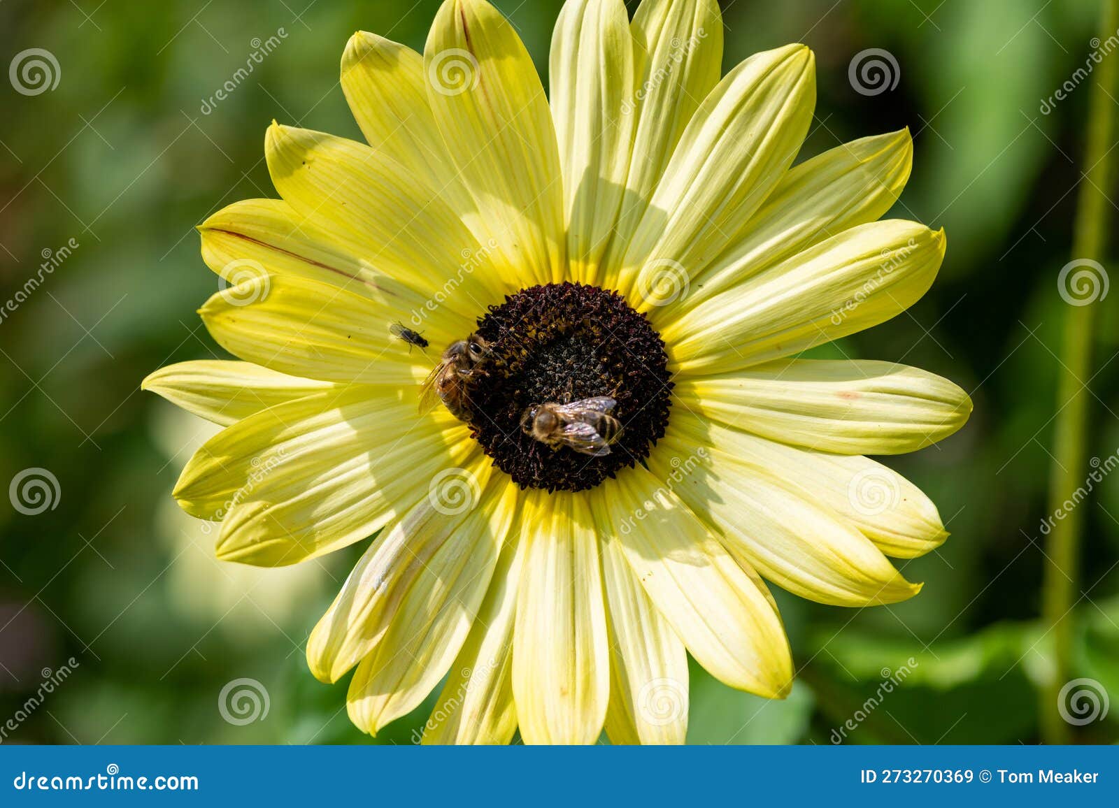 Sunflower head stock image. Image of flower, beauty - 273270369