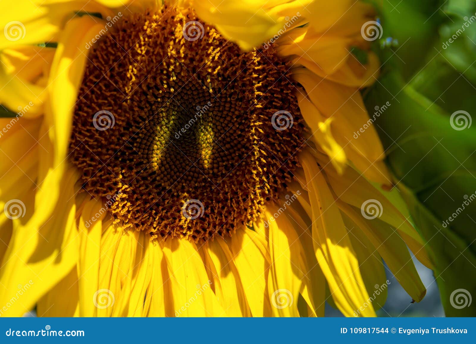 Sunflower head close-up stock photo. Image of leaf, closeup - 109817544