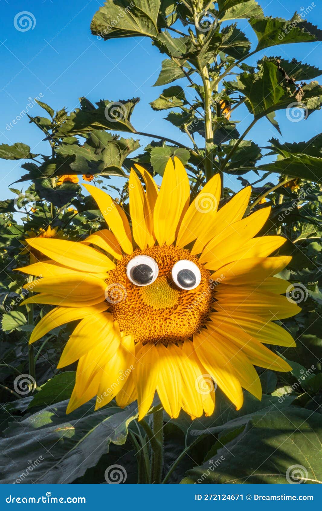 Sunflower With Eyes, Nose, And Mouth Carved On It, The Depiction Of A ...