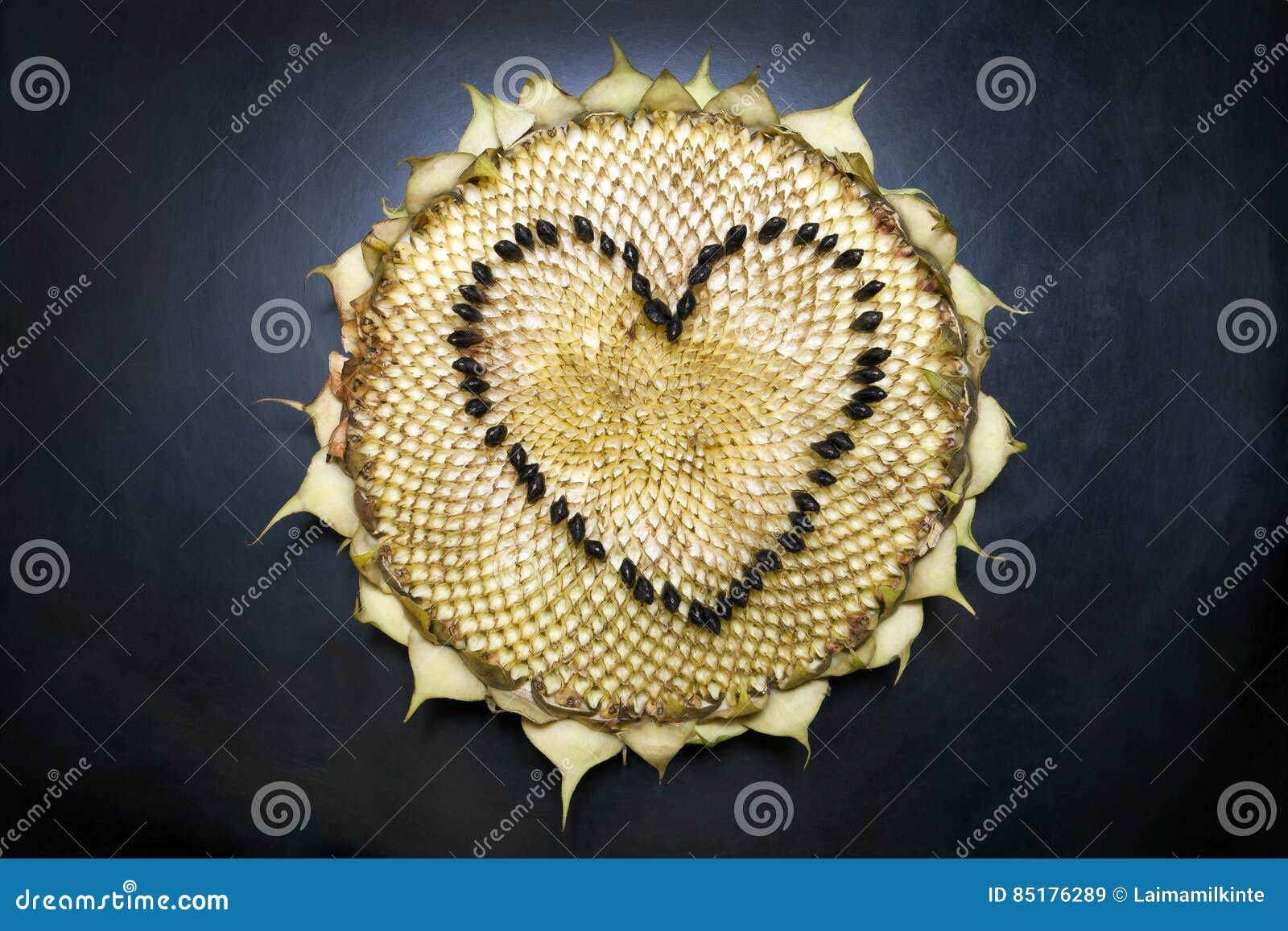 Sunflower Head. Heart Shape. Stock Image - Image of natural, crop: 85176289