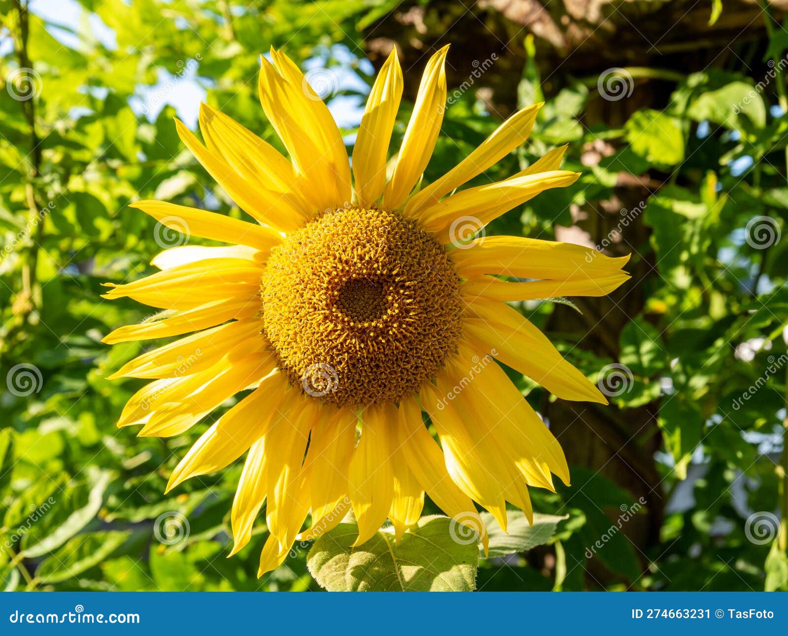 Sunflower Head, Helianthus Annuus Stock Image - Image of garden, dutch ...