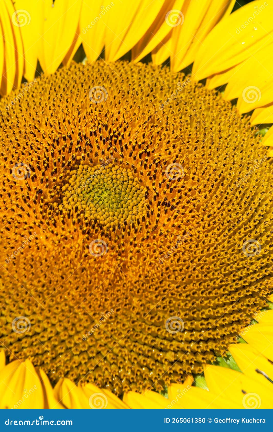 Sunflower Head Middle and Petals Vertical Stock Photo - Image of flora ...