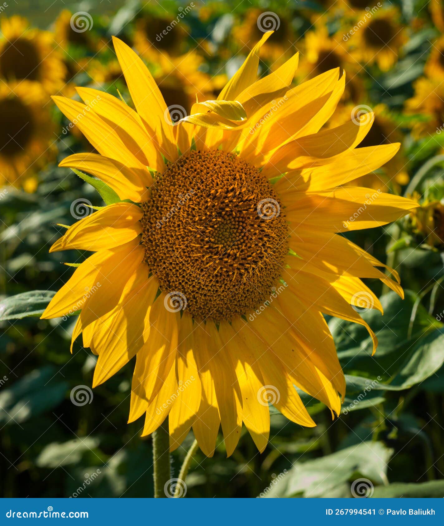 Sunflower with Petals Lit from Behind Stock Image - Image of field ...