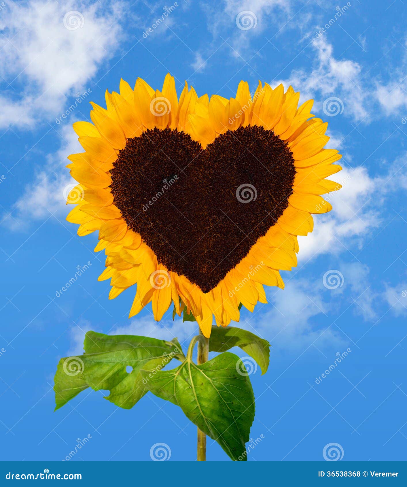 Sunflower Head Shows a Heart-shape Stock Photo - Image of blue ...