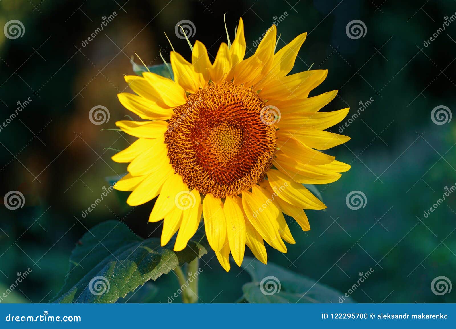 Sunflower Head Turned Toward the Sun in the Morning. Stock Photo ...