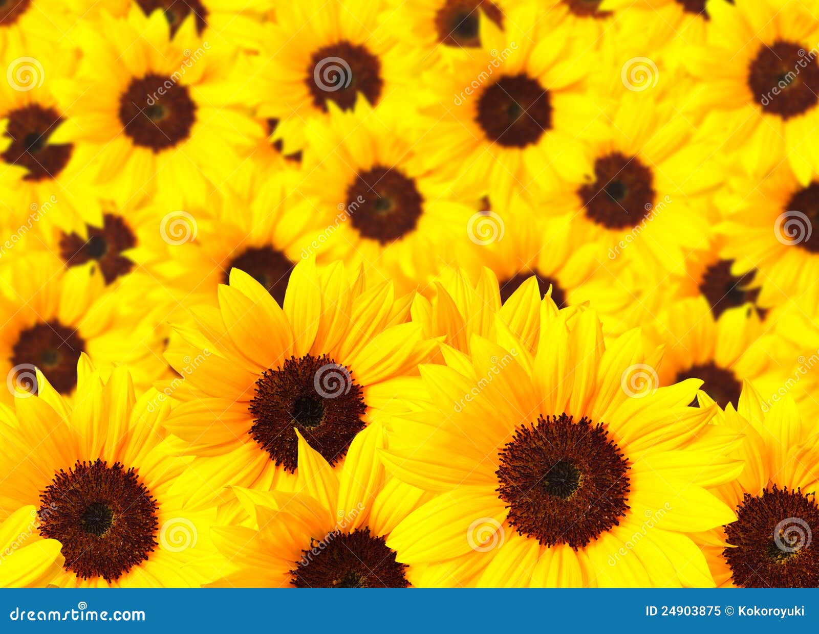 Sunflower heads stock image. Image of beauty, scenics - 24903875