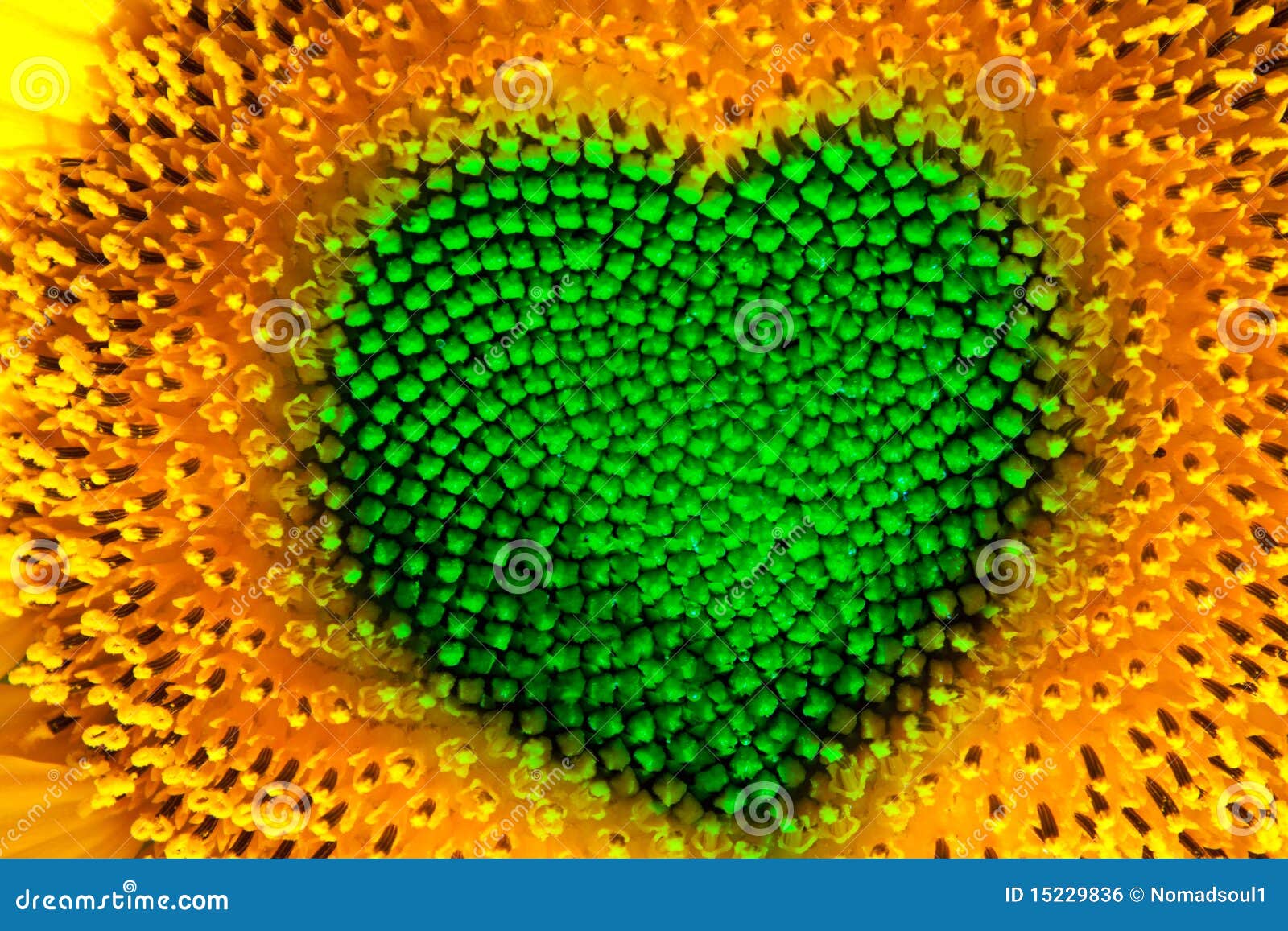 Sunflower heart stock photo. Image of color, leaf, field - 15229836