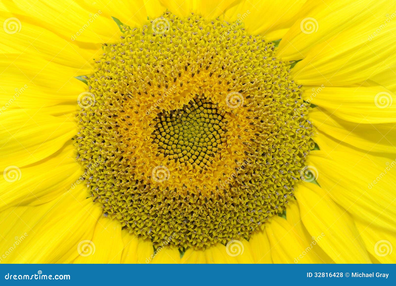 Sunflower with heart shape stock photo. Image of botanical - 32816428