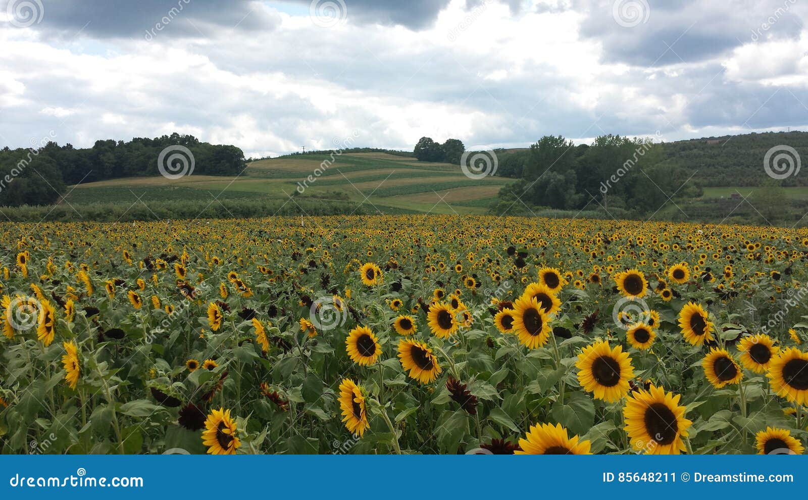 Sunflower Heaven stock image. Image of orchard, oceanmist - 85648211