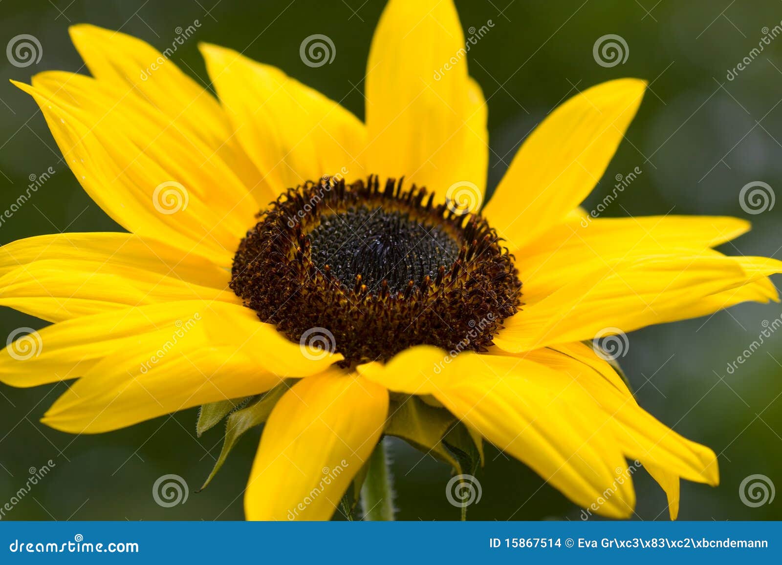 Sunflower - Helianthus Annuus Stock Photo - Image of species, bloom ...
