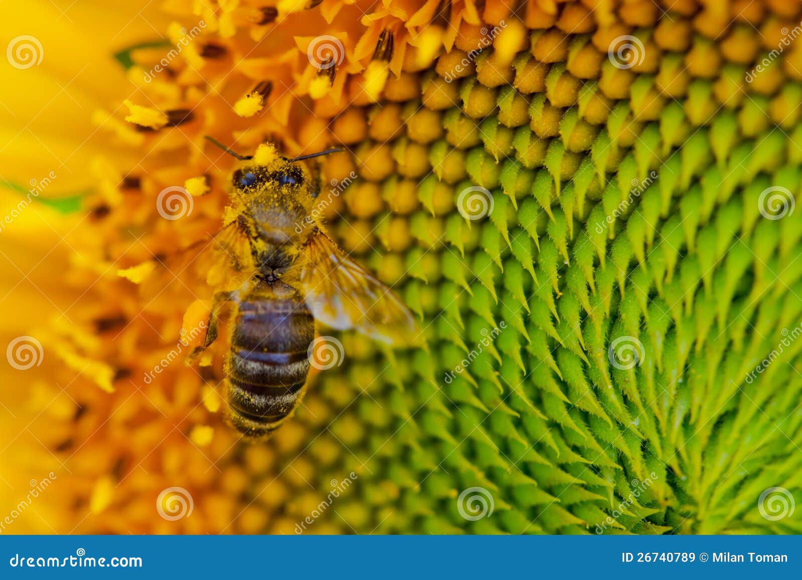 Sunflower with a honey bee stock image. Image of flowers - 26740789