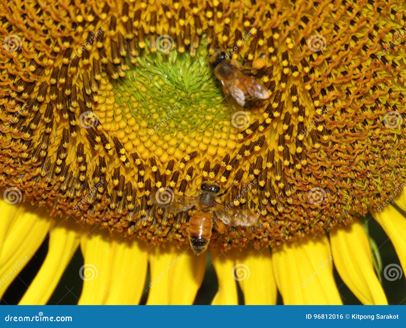 Sunflower honey bee stock photo. Image of harvest, honey - 96812016