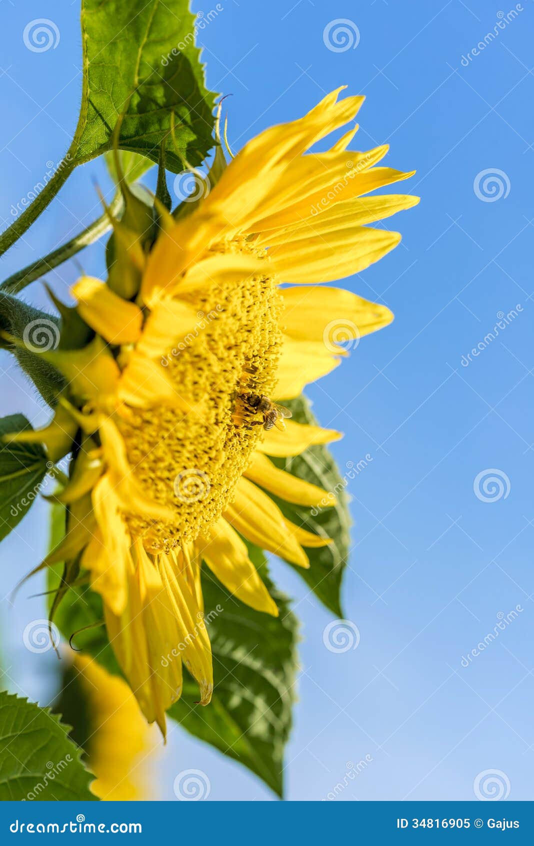 Sunflower with honey bee stock image. Image of animal - 34816905