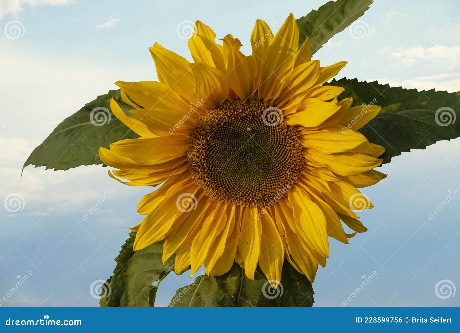 Sunflower in Horizontal Composition with Blue Sky and Clouds Stock ...
