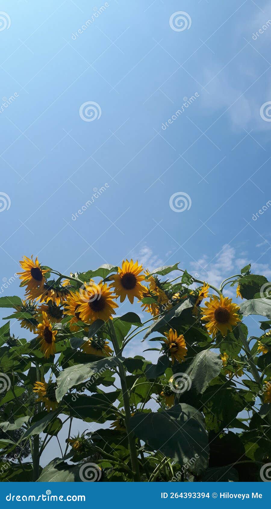 Sunflower that are Hot because of the Hot Sun Stock Photo - Image of ...