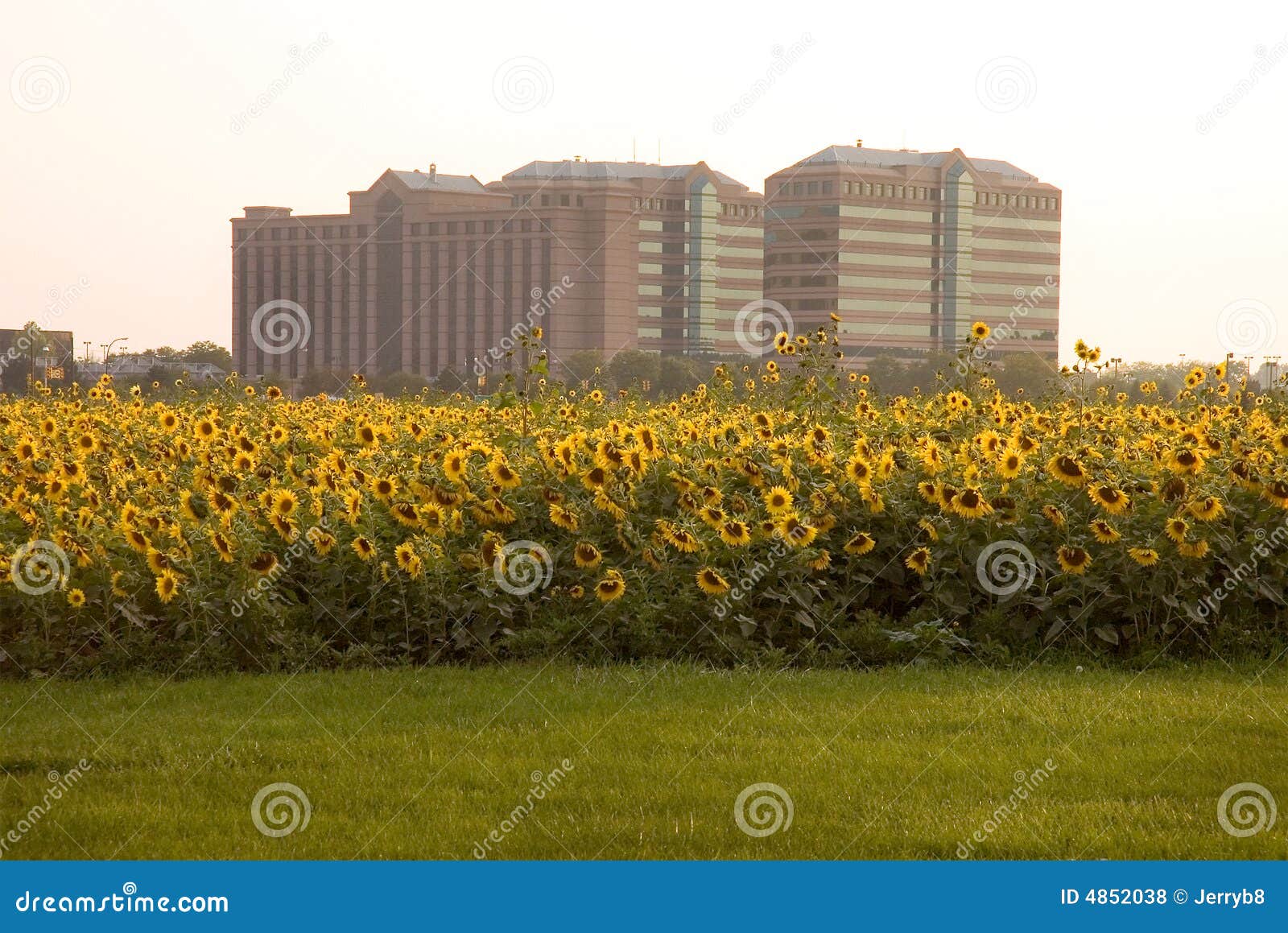 Sunflower Hotel stock photo. Image of beautiful, commercial - 4852038