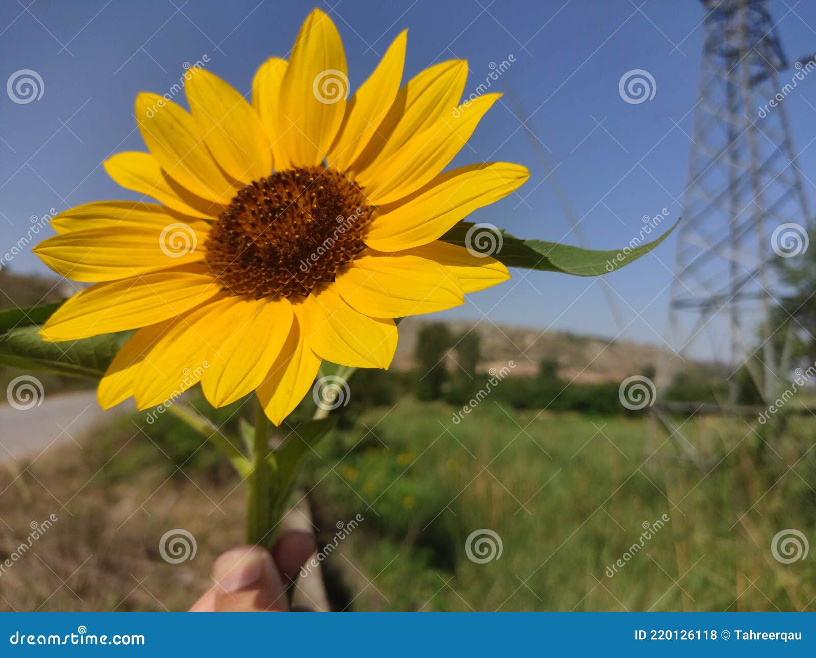 Sunflower in human hand stock photo. Image of field - 220126118