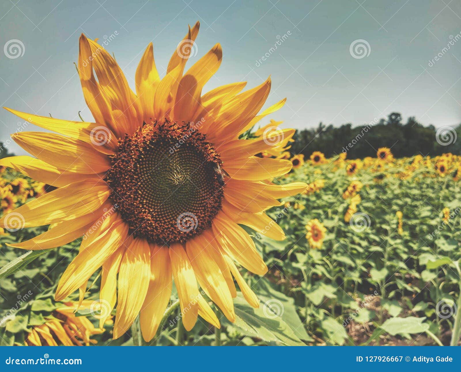 Sunflower stock image. Image of indian, flower, sunflower - 127926667