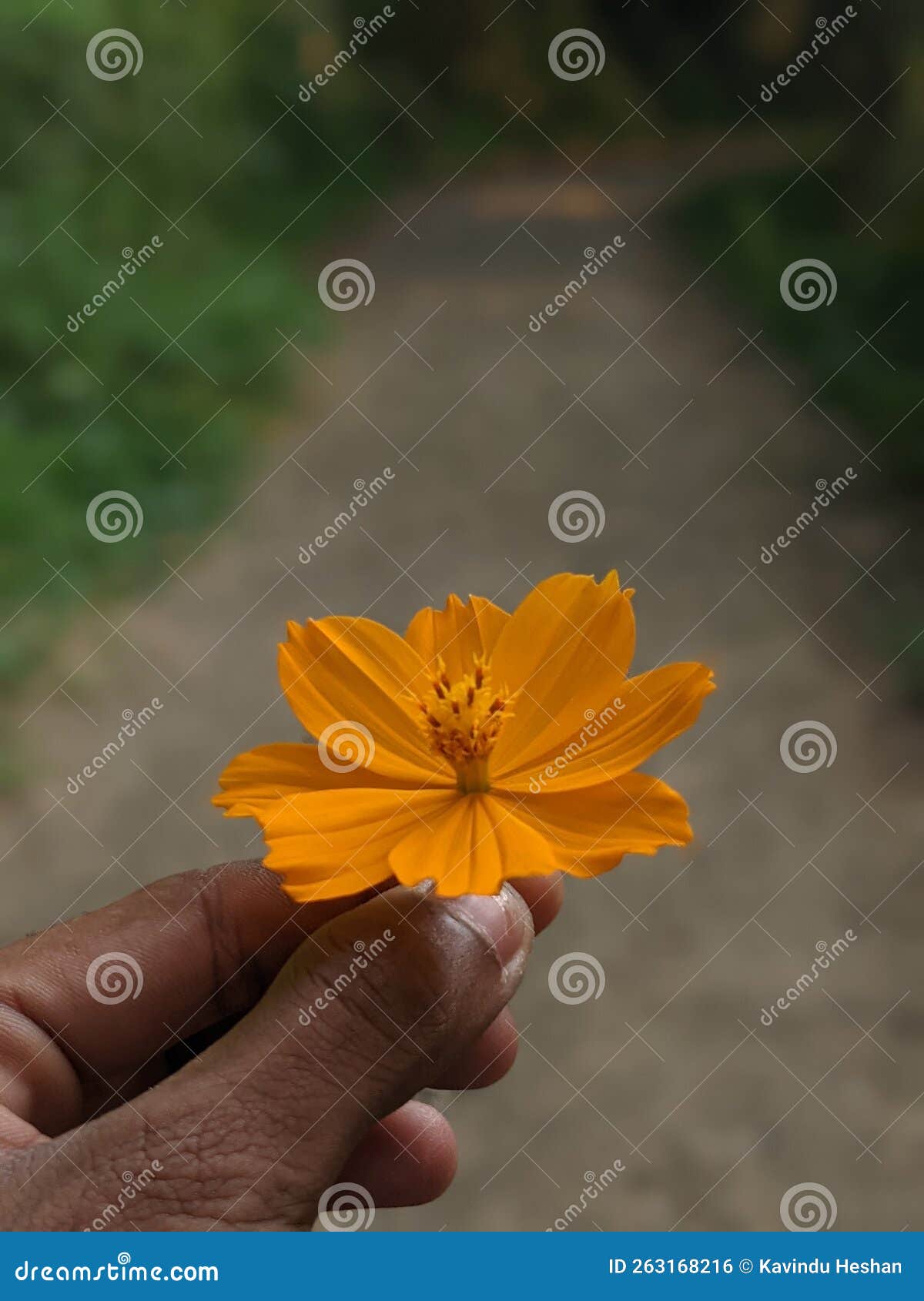 Sunflower on infinity stock photo. Image of green, flower - 263168216