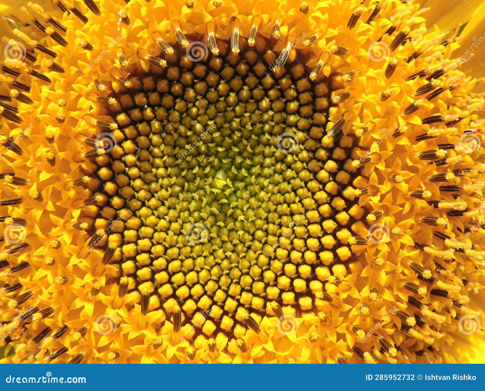 Sunflower Inflorescence from Close View in Bright Sunlight Stock Photo ...